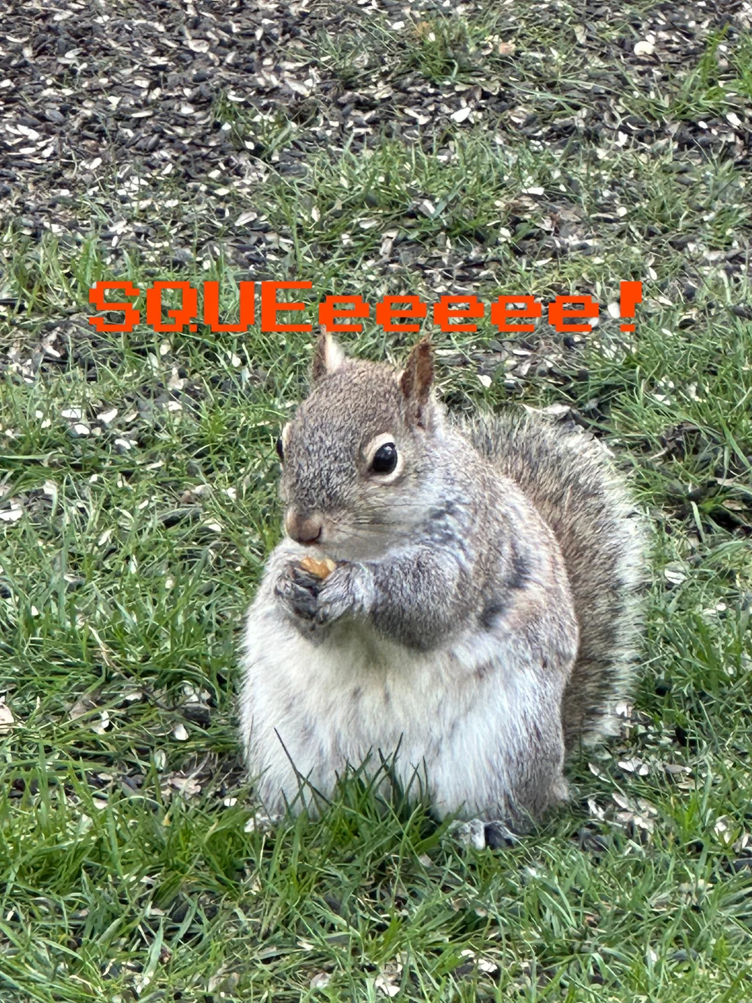 Tiny Tim | Scrolller