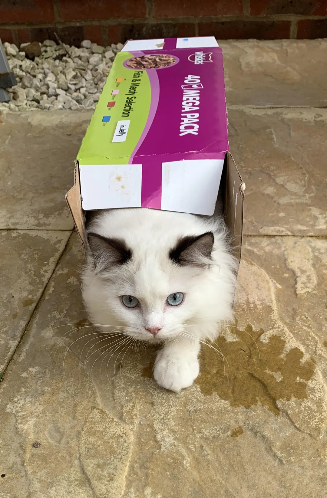 My Previous House Mate | Scrolller