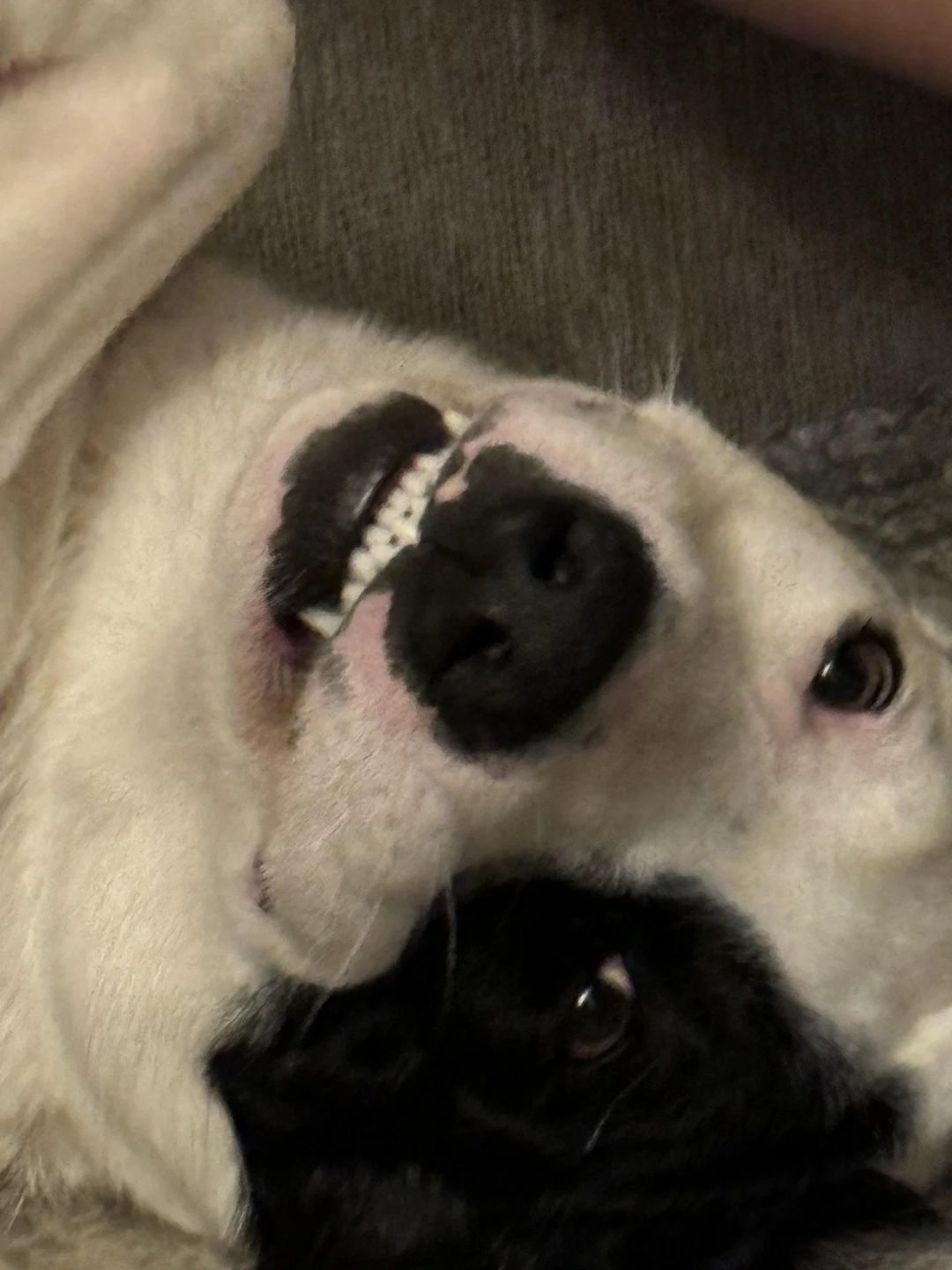 My friends derpy foster dog showing off his teefies | Scrolller