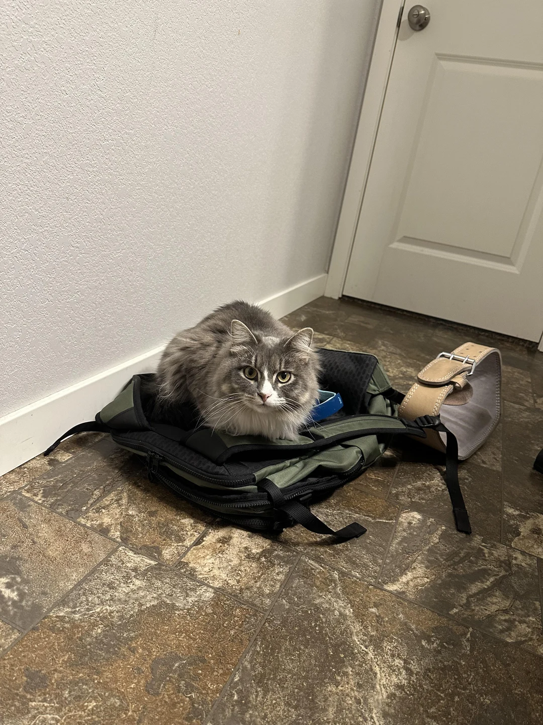 Discover more like Catloaf: Whenever I leave my backpack on the ground she loafs on it and ...
