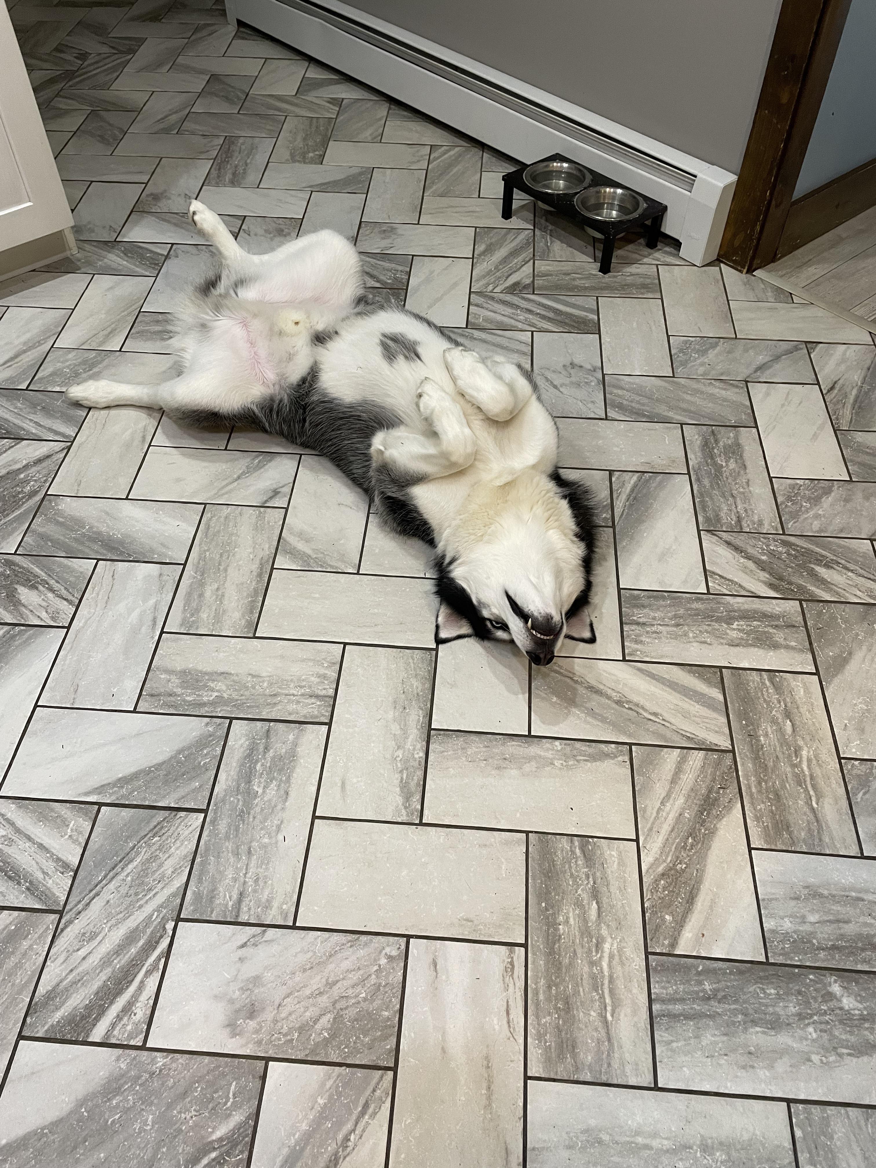 Discover more like Husky: Trying to blend in. and Related Content | Scrolller