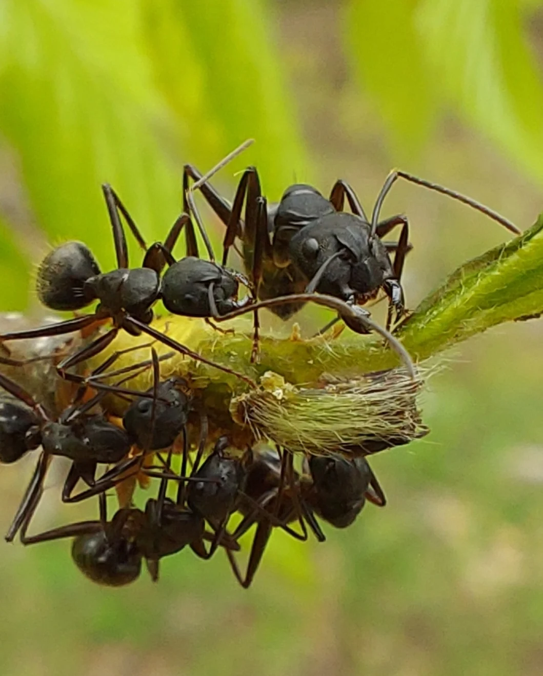 Group of ants on a tree branch | Scrolller