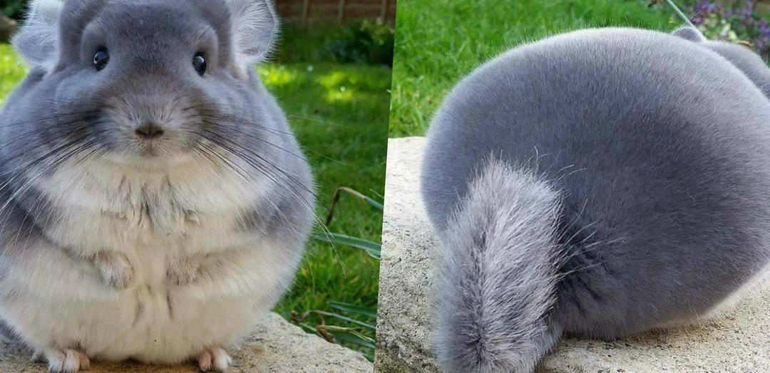 Perfectly round | Scrolller