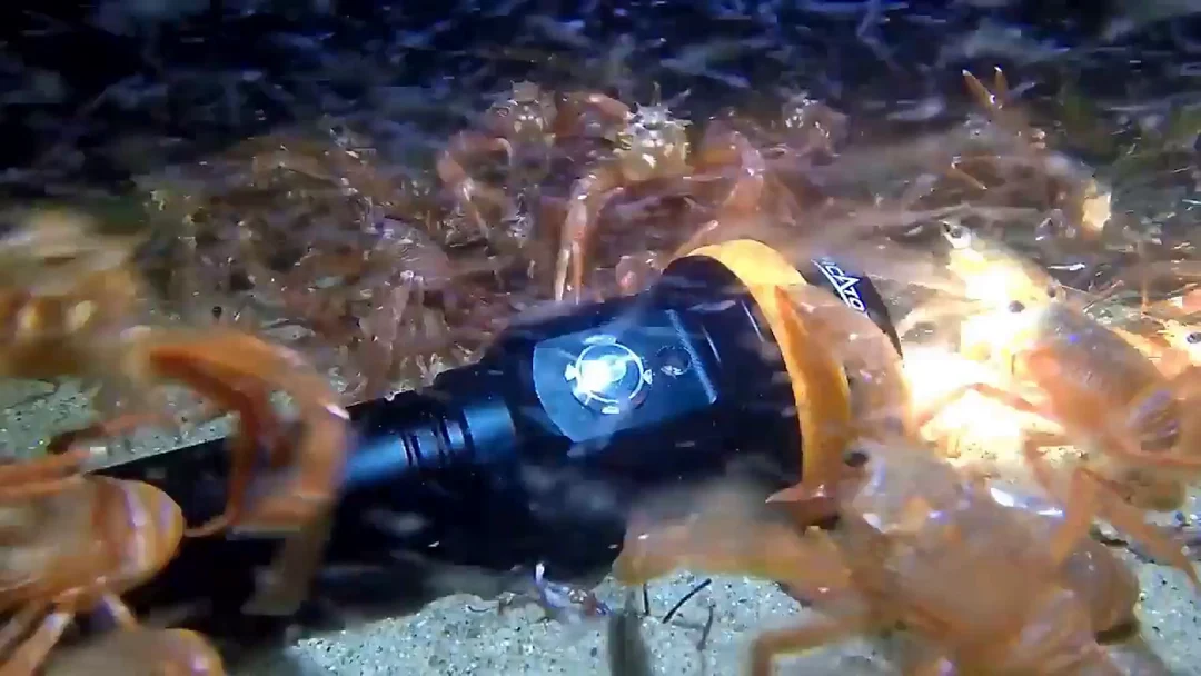 Tuna crabs fascinated by a diver's dropped flashlight | Scrolller