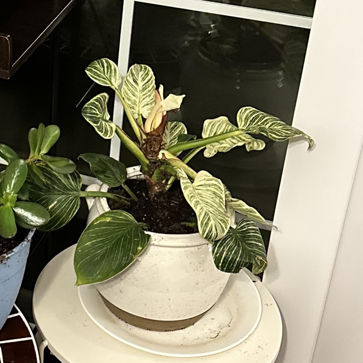 Help identifying! | Scrolller