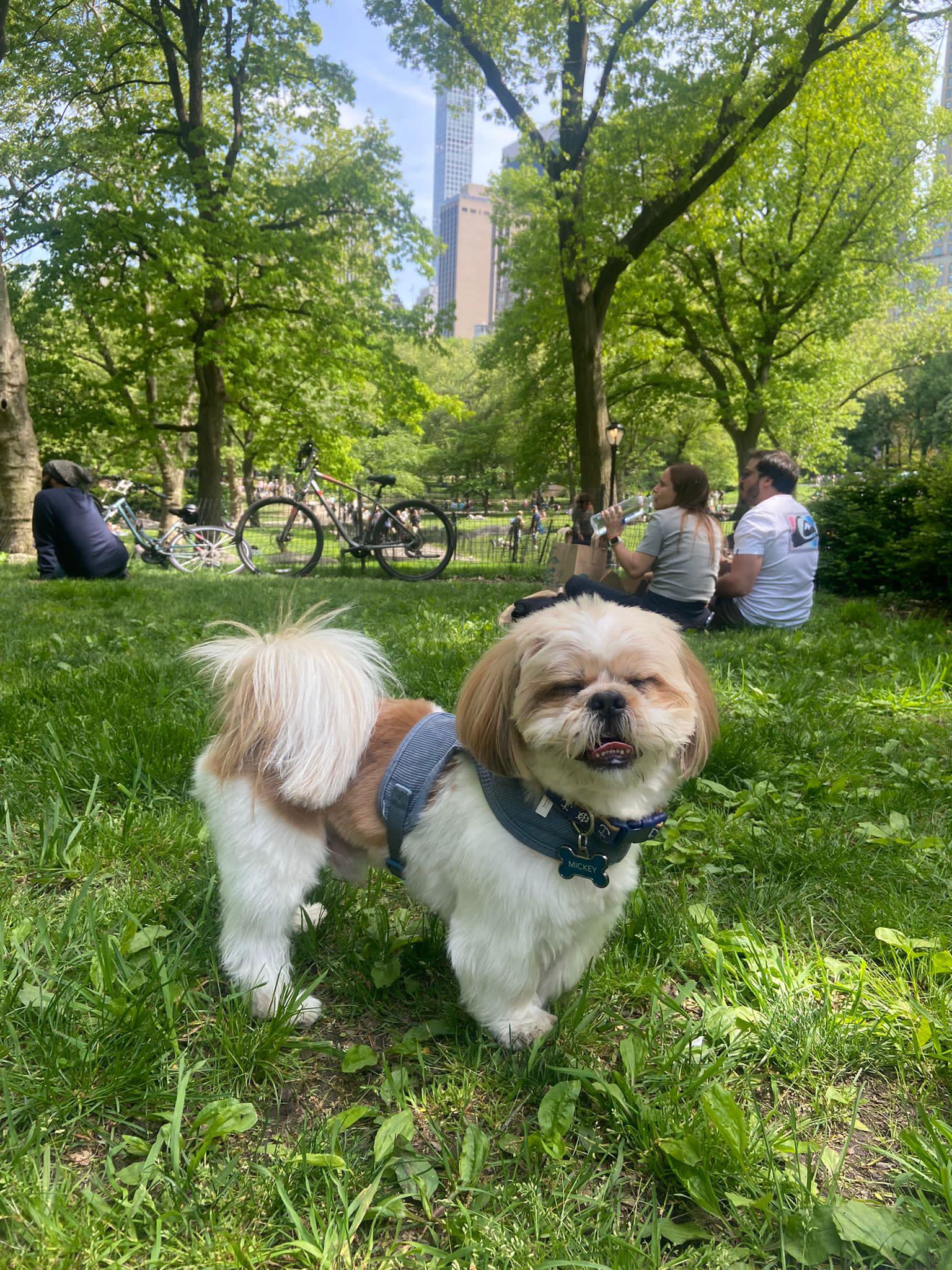 Touch Grass | Scrolller