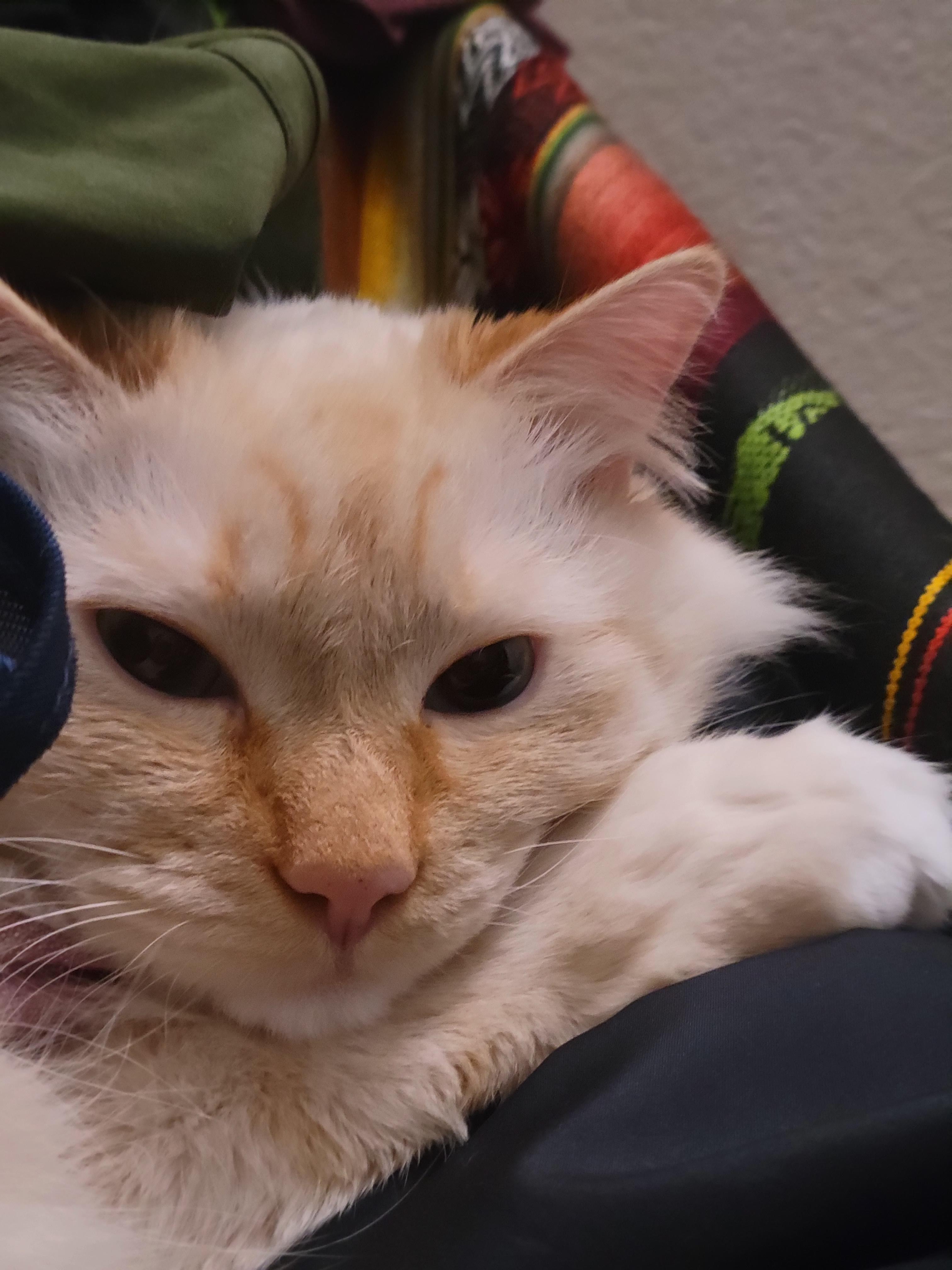 She loves to lay on my chair of clothes. she dived in and naps | Scrolller