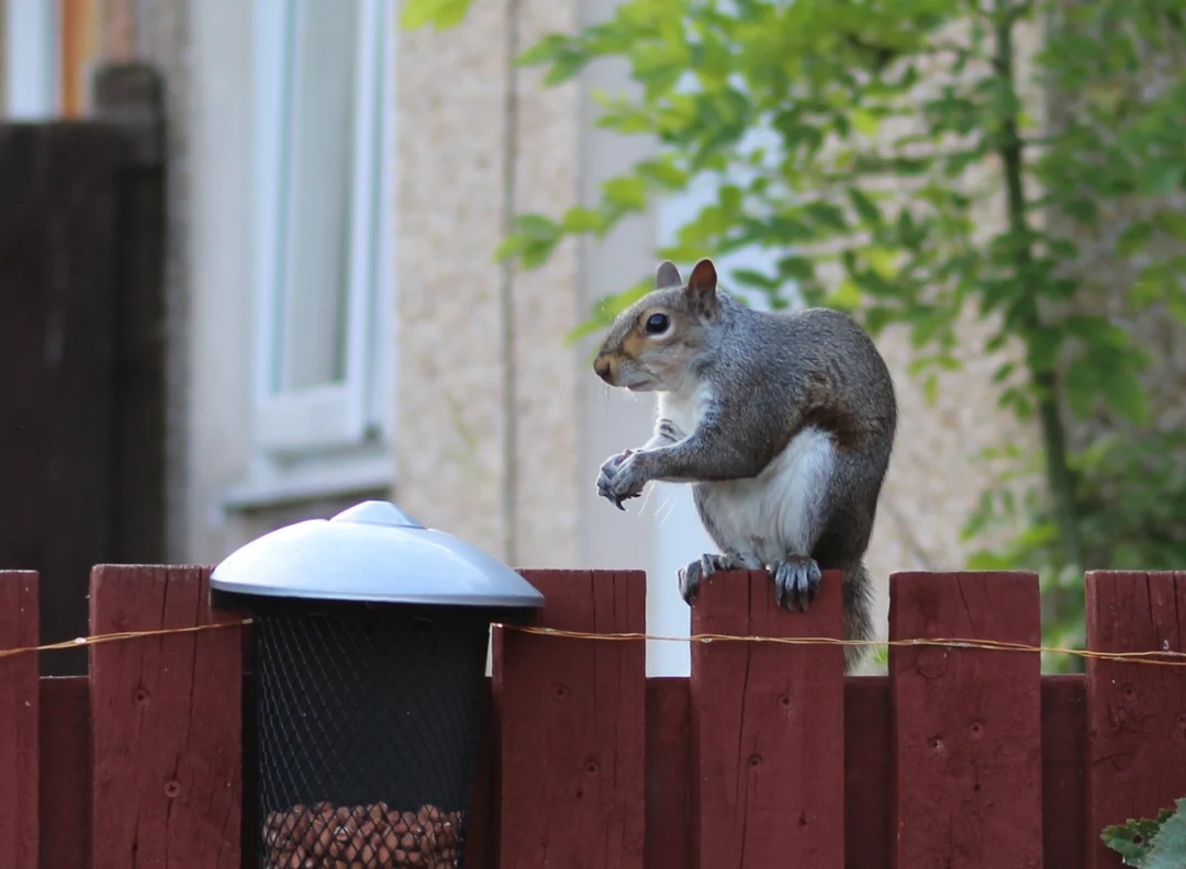 Discover more like Squirrels: CAUGHT and Related Content | Scrolller