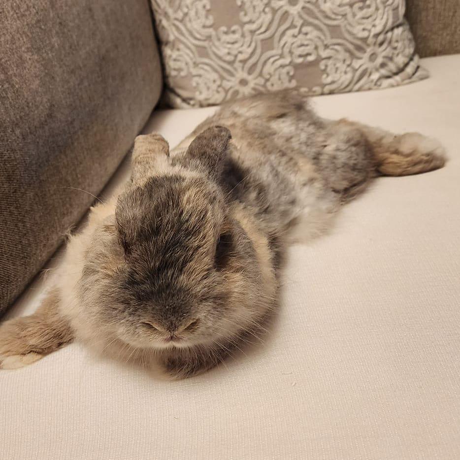 Flat Bean | Scrolller