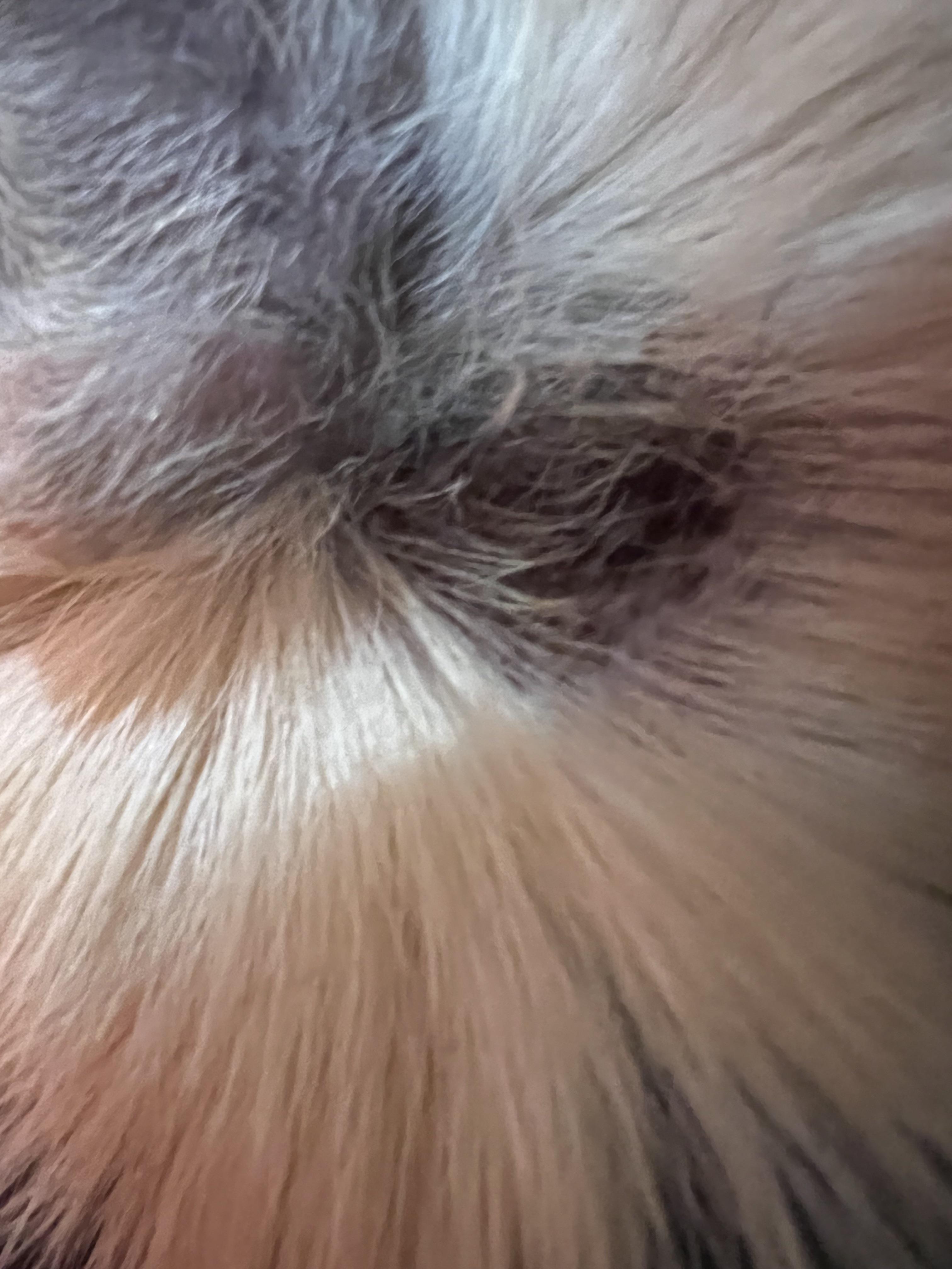 Weird bumps behind my Guinea pigs ear | Scrolller
