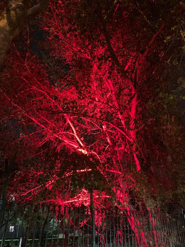 Whose concept it was to install these lights? When you come across these trees at midnight ...