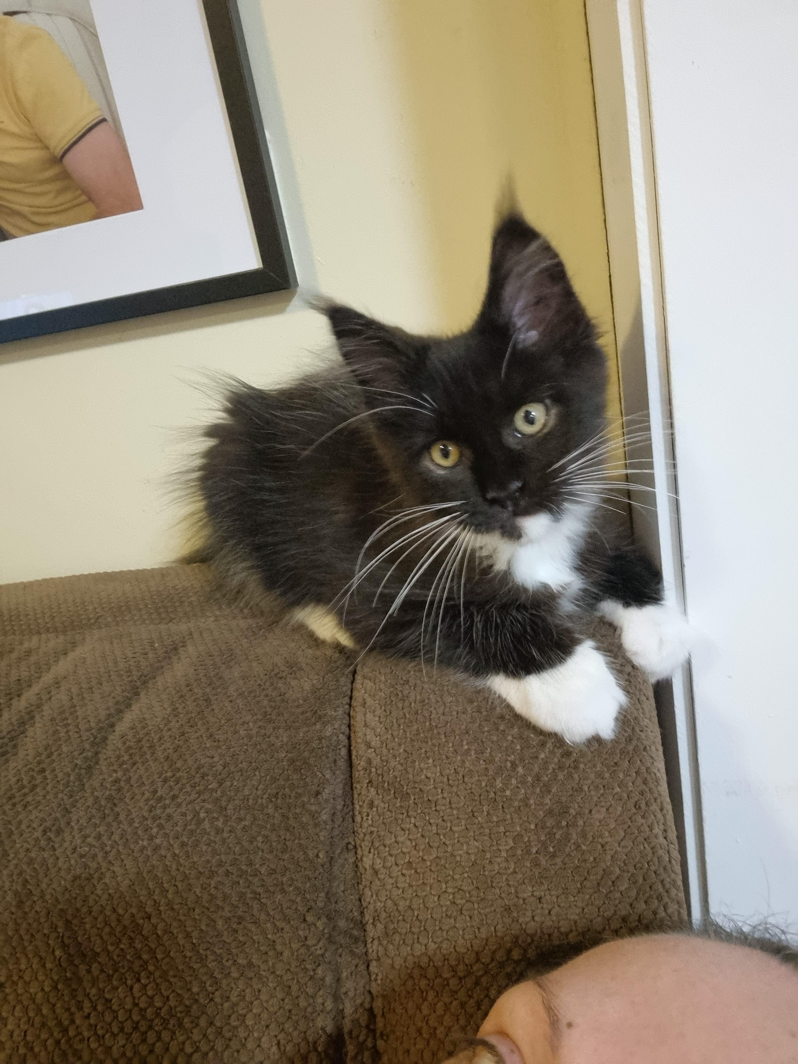 Meet Chewy! We became his humans on 18th June and just love him so much. | Scrolller