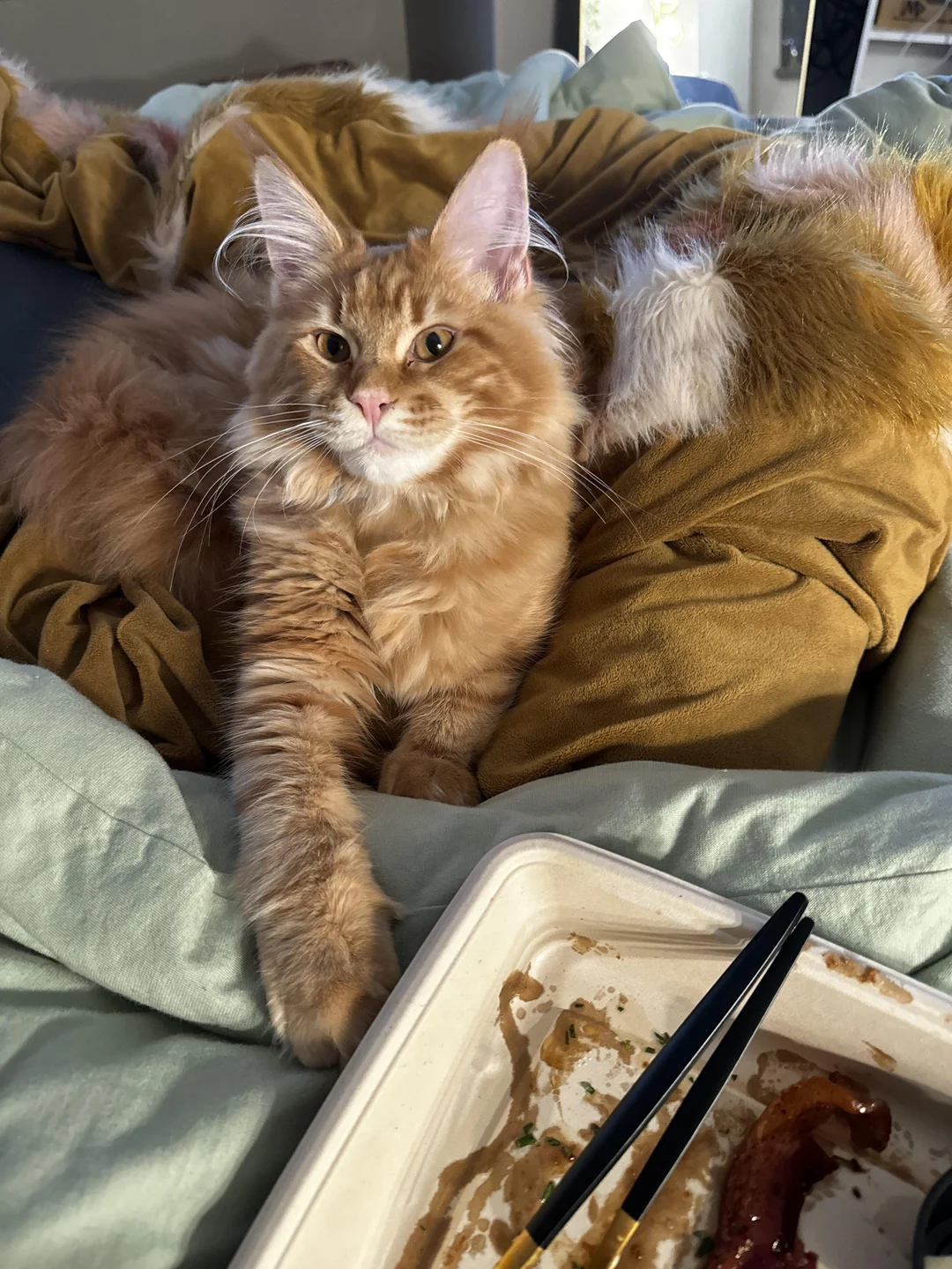 I won’t let her have food but she just likes to touch the takeout box 💀 ...