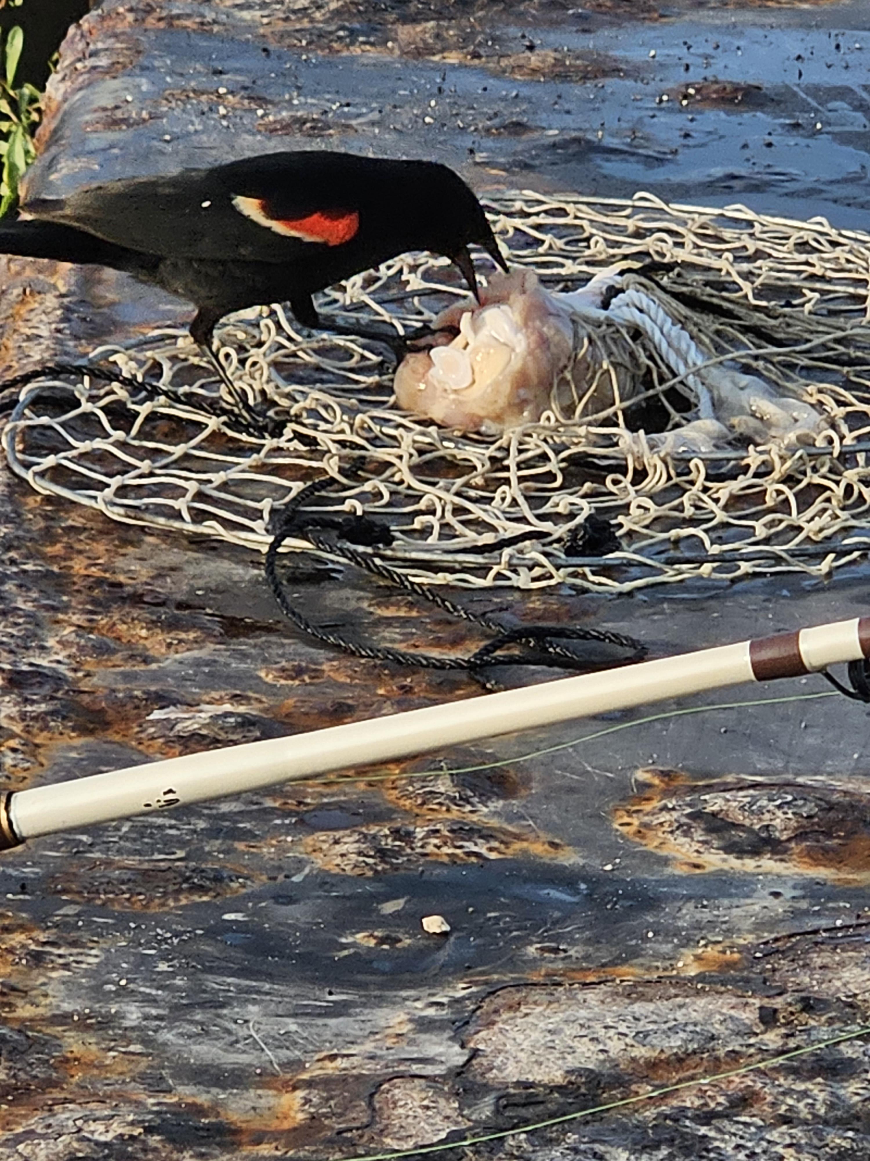 Red Wing Blackbird | Scrolller