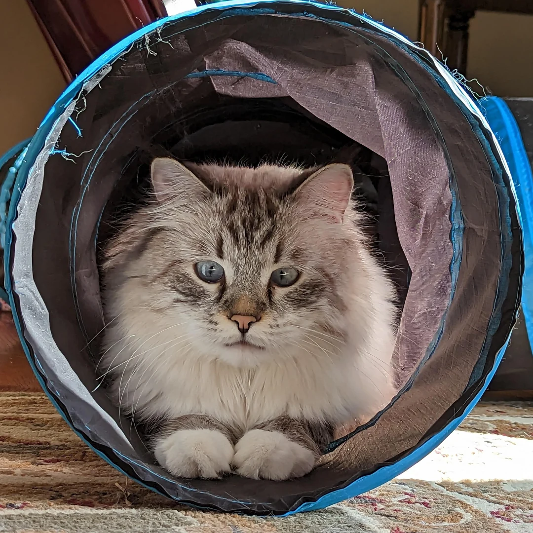 lurking in the tunnel | Scrolller