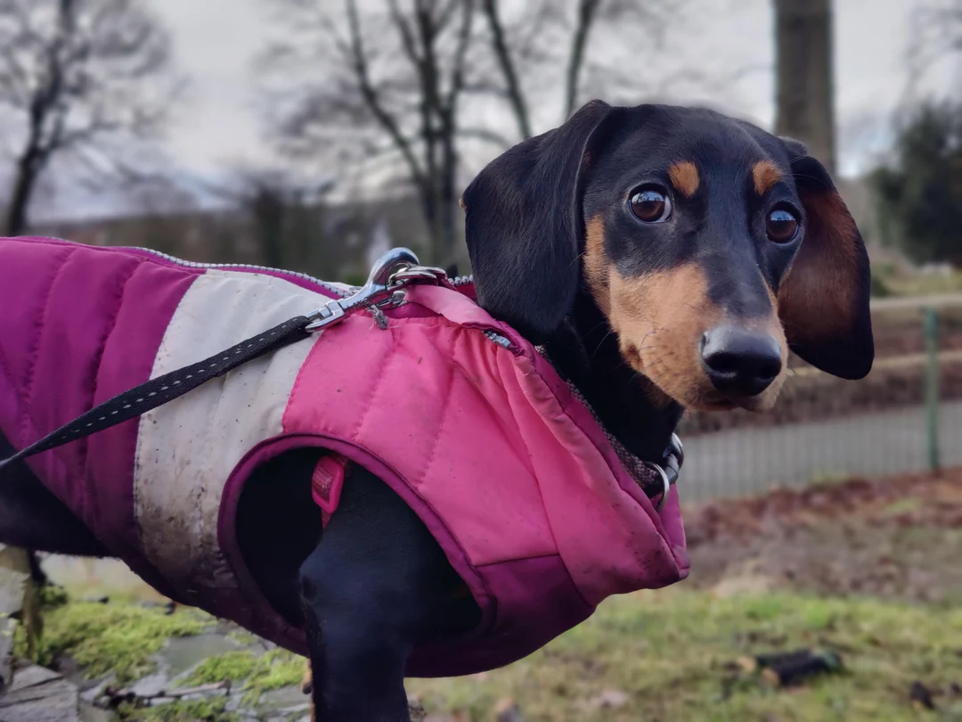 Billie got a little bit muddy in the park today! | Scrolller