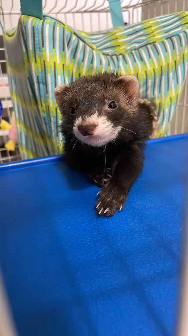 Hi its me Emi! | Scrolller