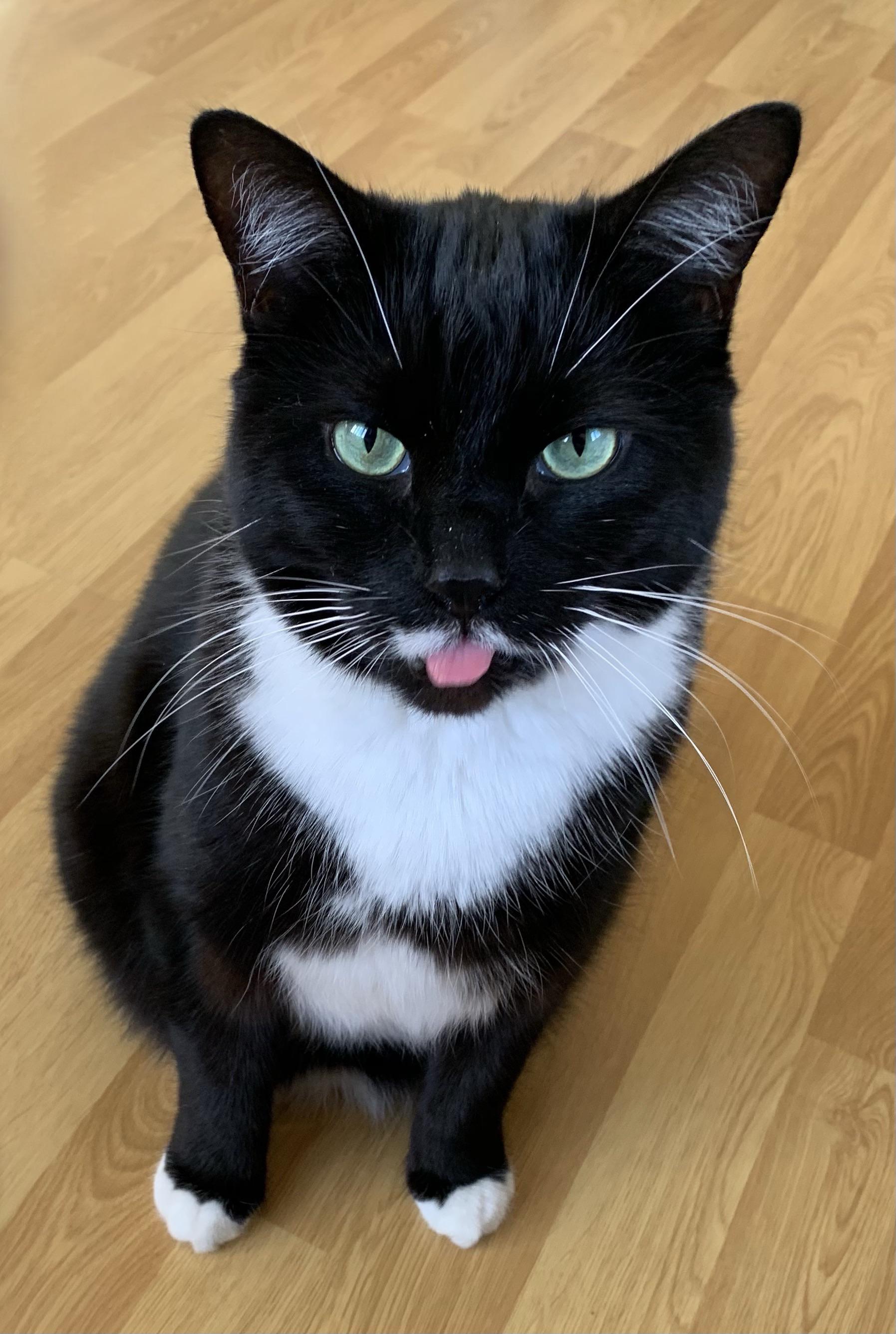A small blep from lord mewsworth | Scrolller