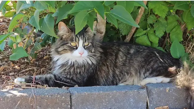 Bella enjoying the summer breeze | Scrolller