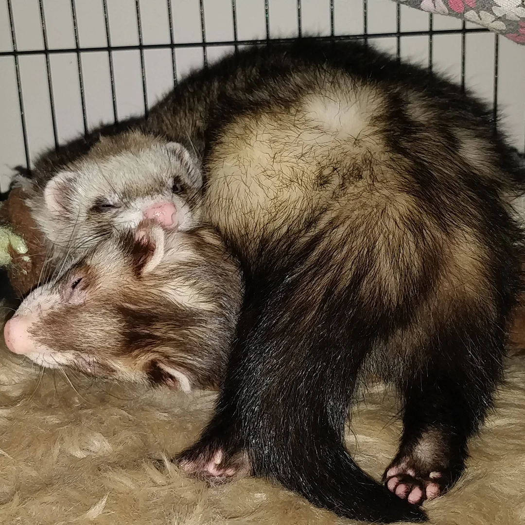 Sharing The Same Tiny Bed Nero Am Comf Bimi This Is Fine