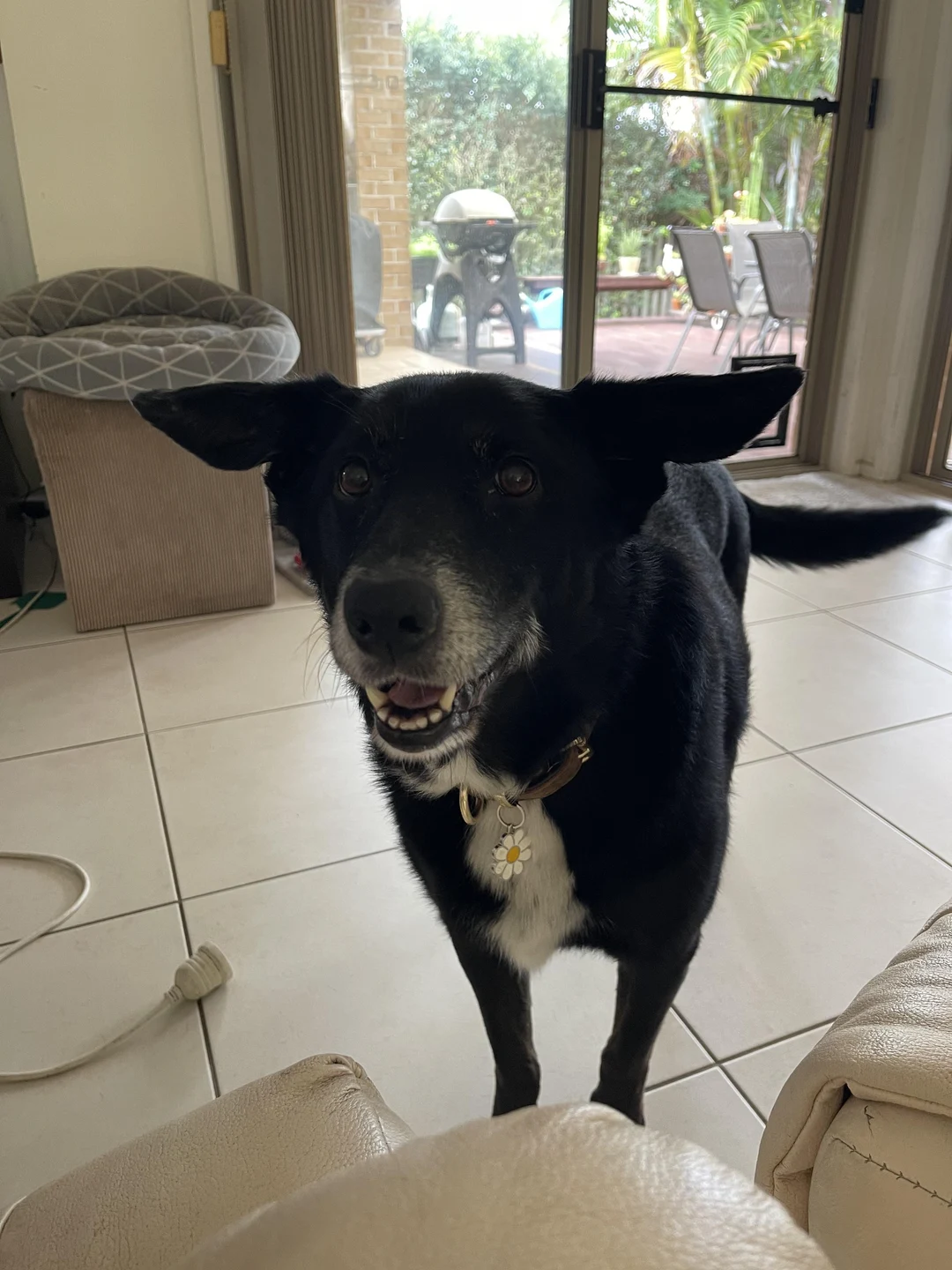 Daisy Doggo 🌼 | Scrolller