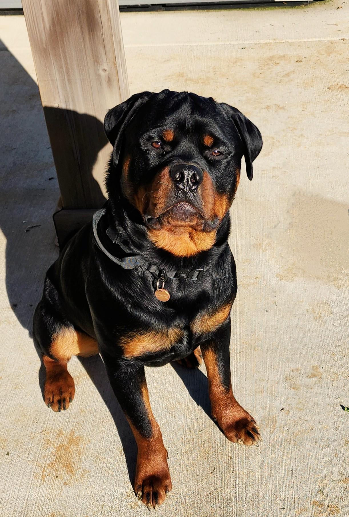 Majestic Beast | Scrolller