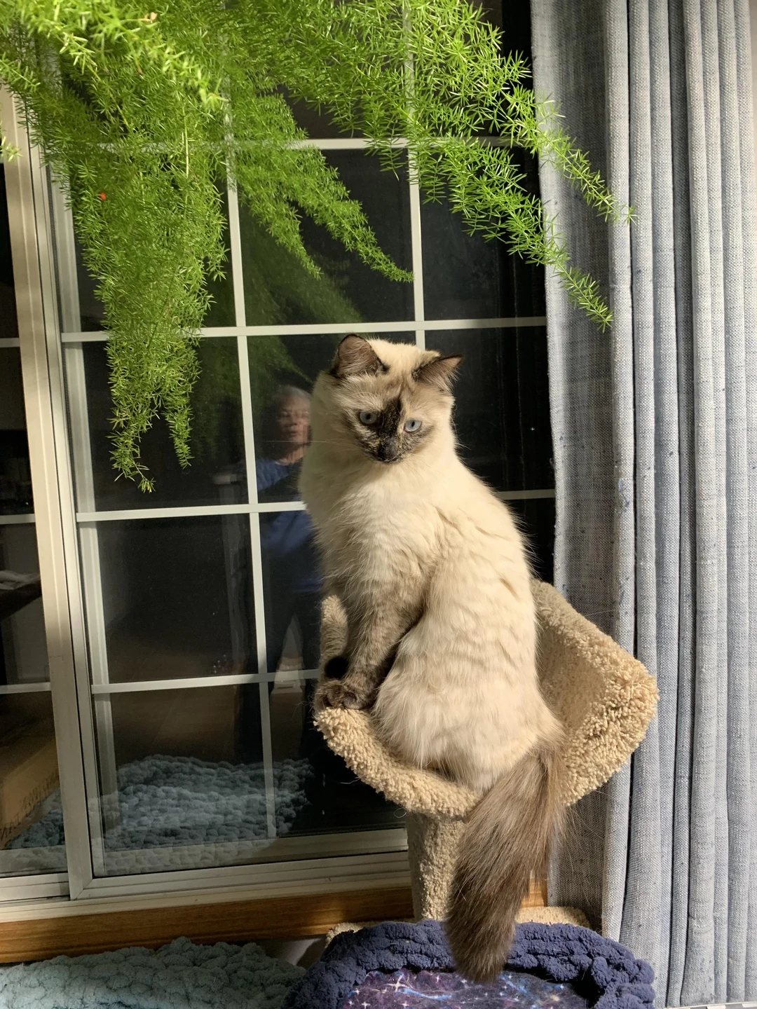 Caught trying to mess with my fern | Scrolller