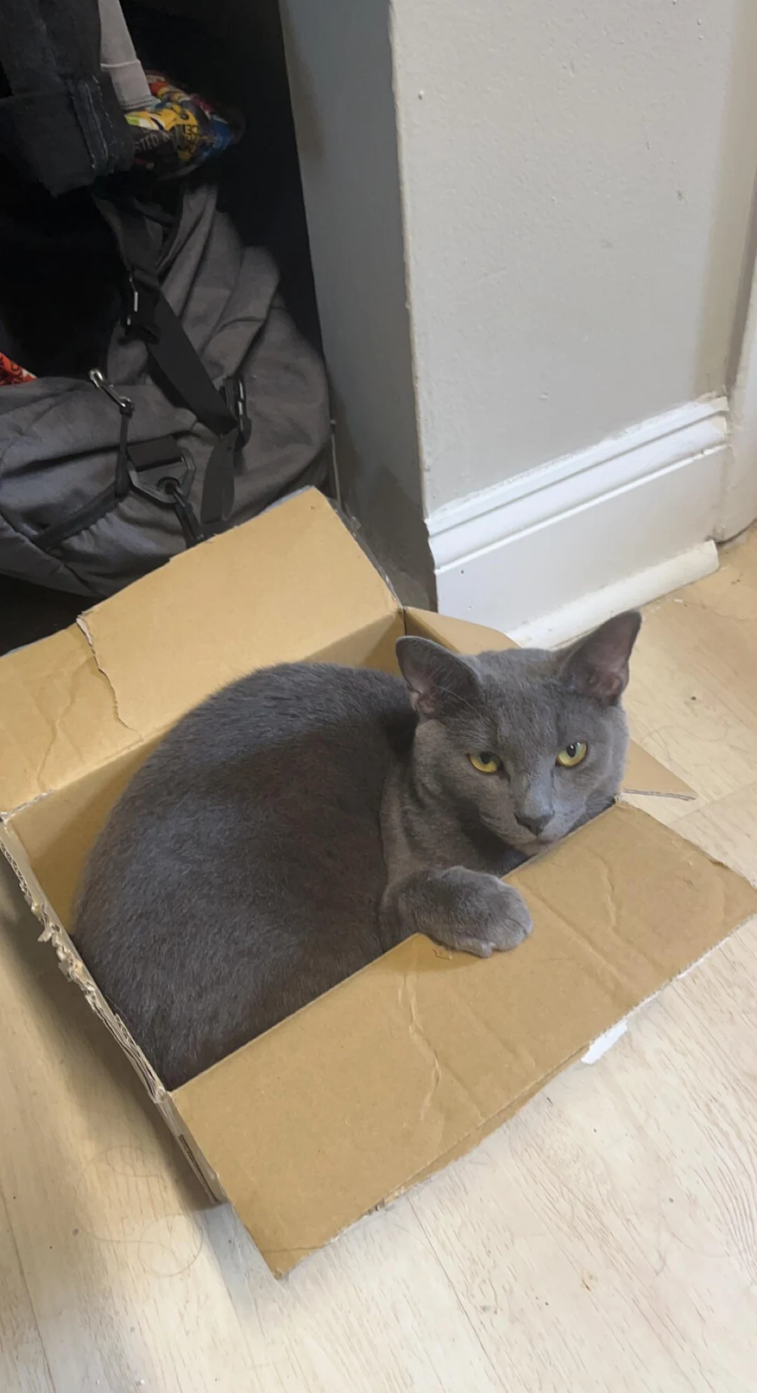 His emotional support box | Scrolller