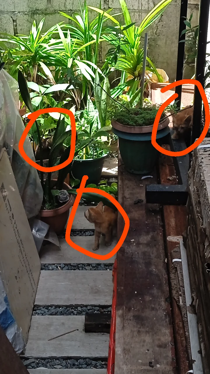 EMERGENCY!! | Scrolller