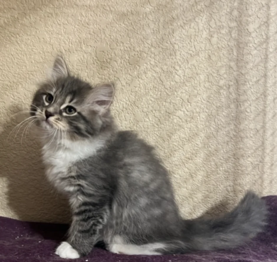 Our first Siberian | Scrolller