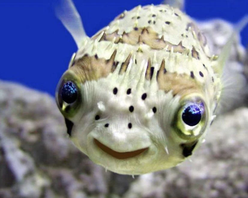 A happy puffer fish | Scrolller