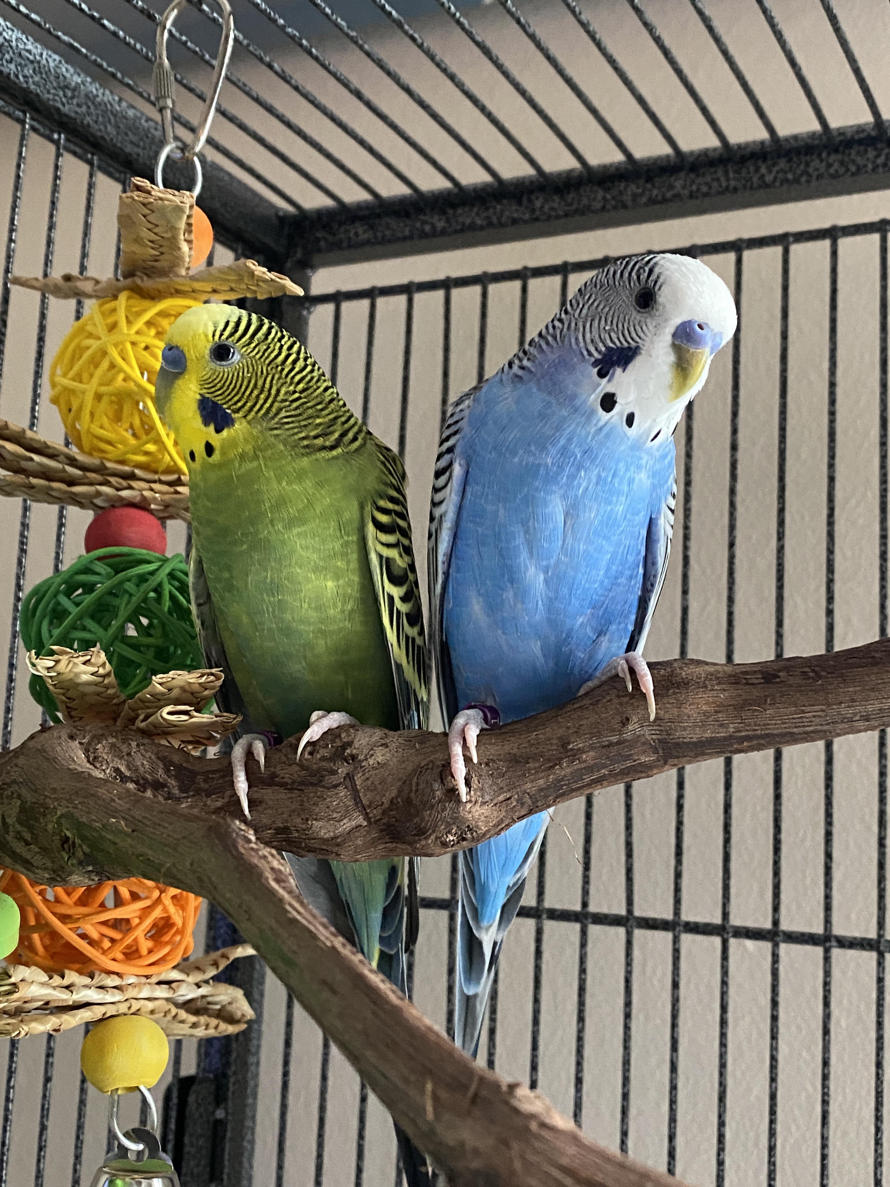 Need Tips on Taming | Scrolller