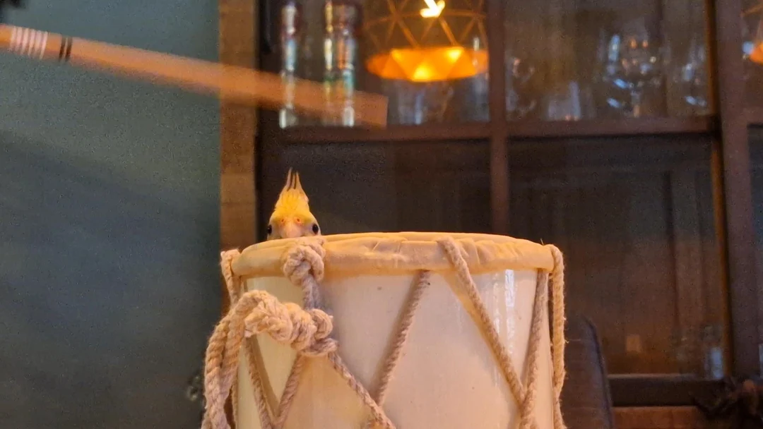 She likes the drums | Scrolller