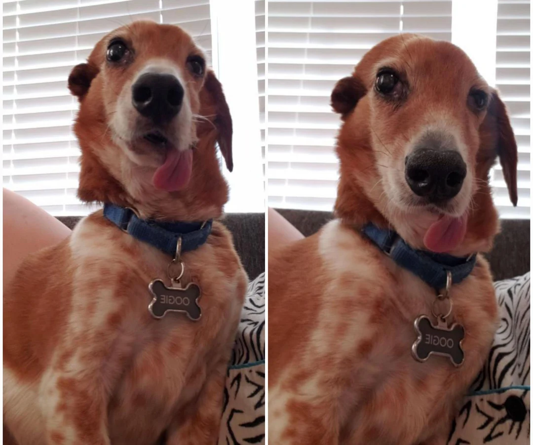 The perpetual melting dog... He looks like a living Salvador Dali piece! | Scrolller