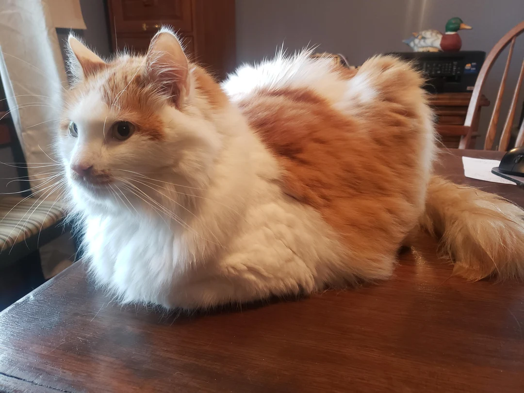 A large and fluffy loaf | Scrolller