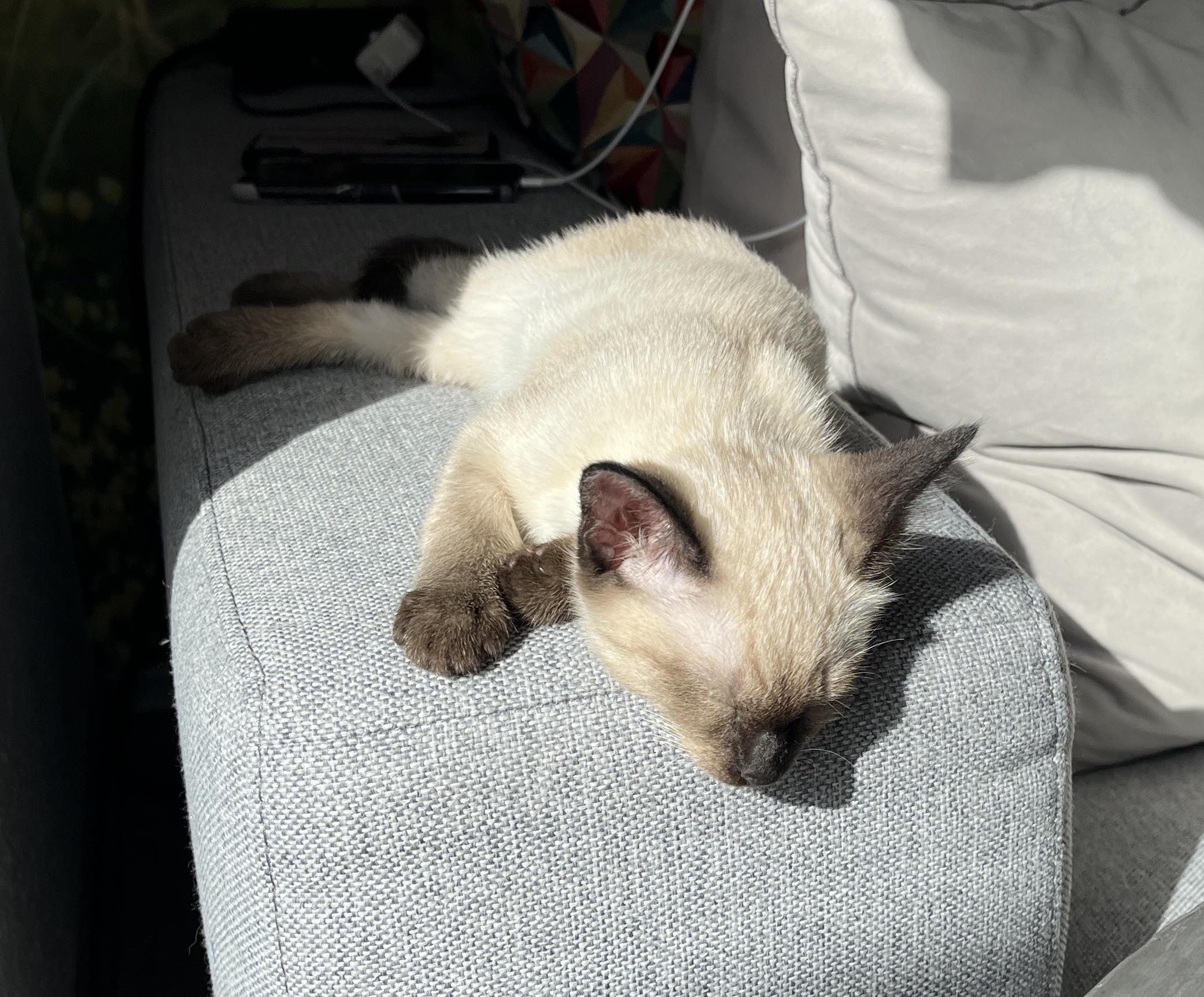 Sunny day for a kitten | Scrolller