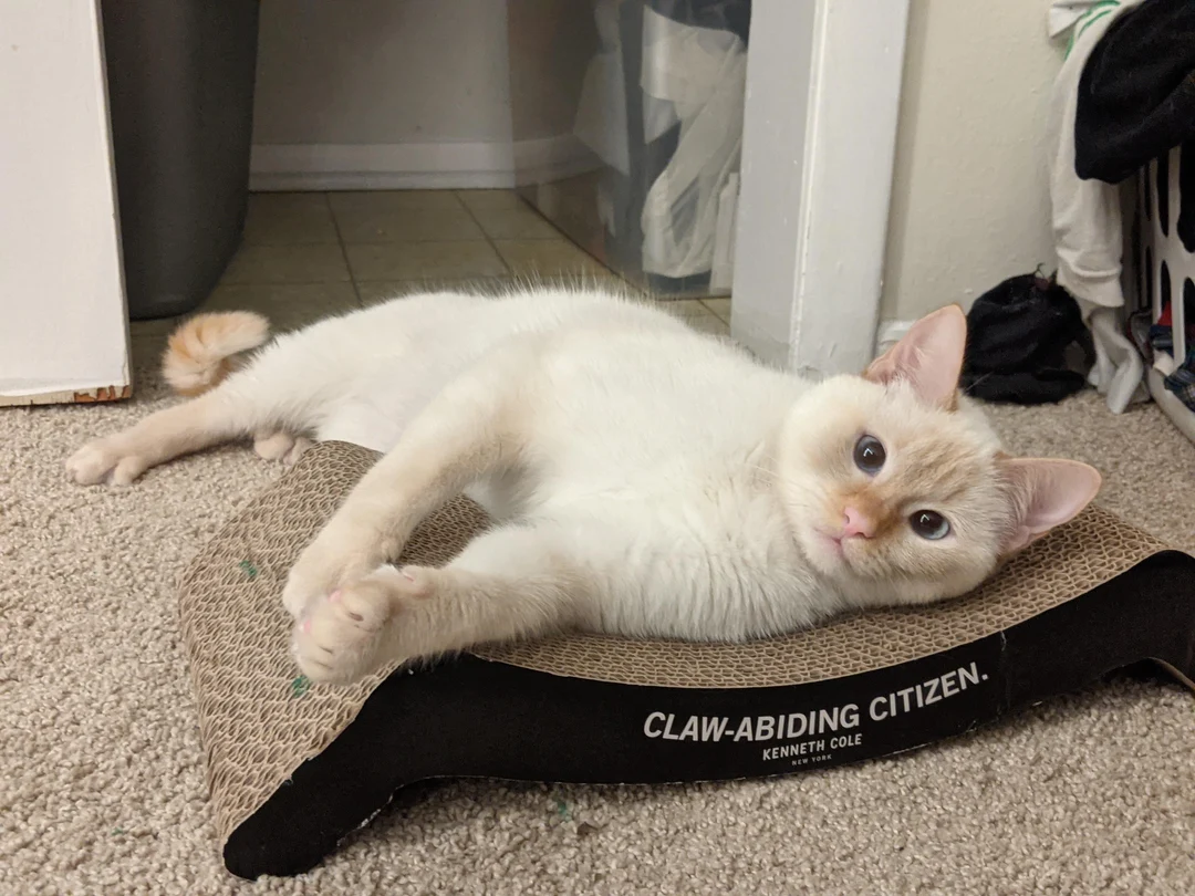 anybody else like to give their cat catnip when they get high so ur kitty can be included ...