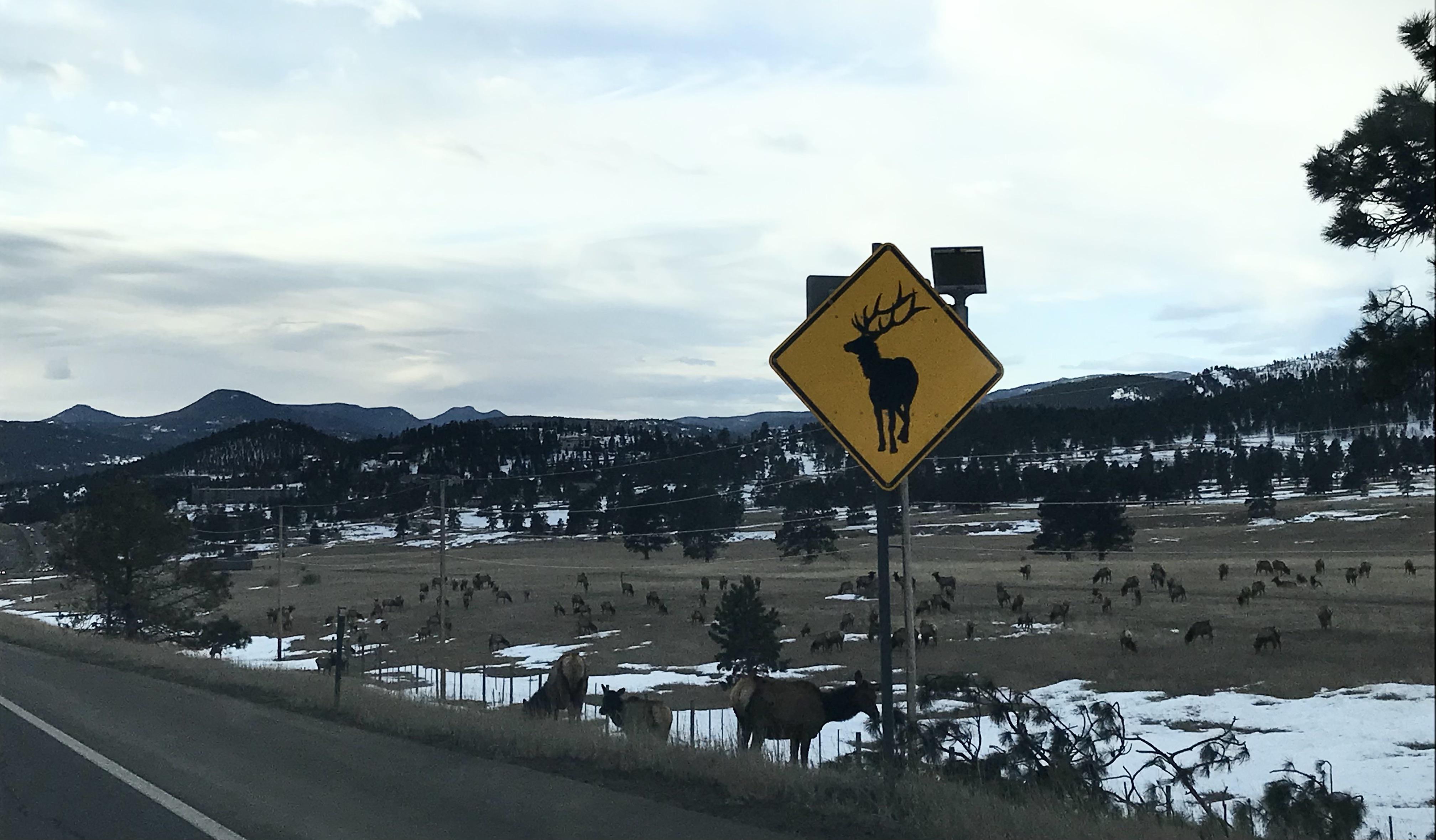 Evergreen | Scrolller