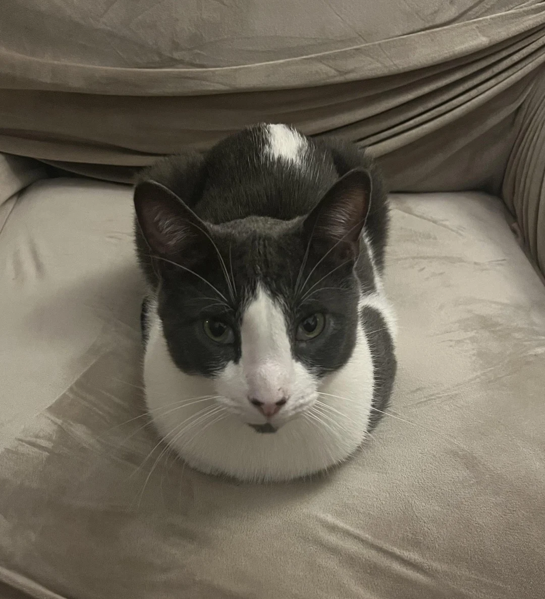 Post dinner party loaf. | Scrolller