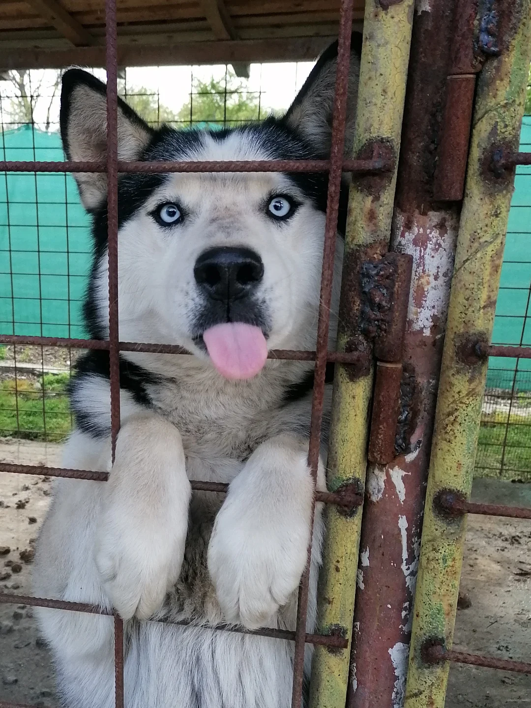 Adorable derpy boy that I saw today | Scrolller