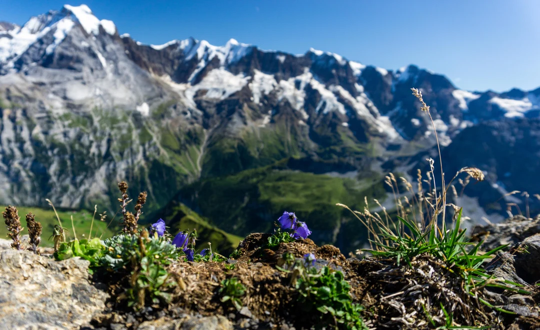 Nature enjoying the sun before the snow falls - Swiss Alps @ 9200ft/2800m [OC] [5422x3327 ...