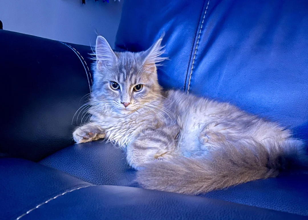 Met Iris, our new edition to the family! | Scrolller