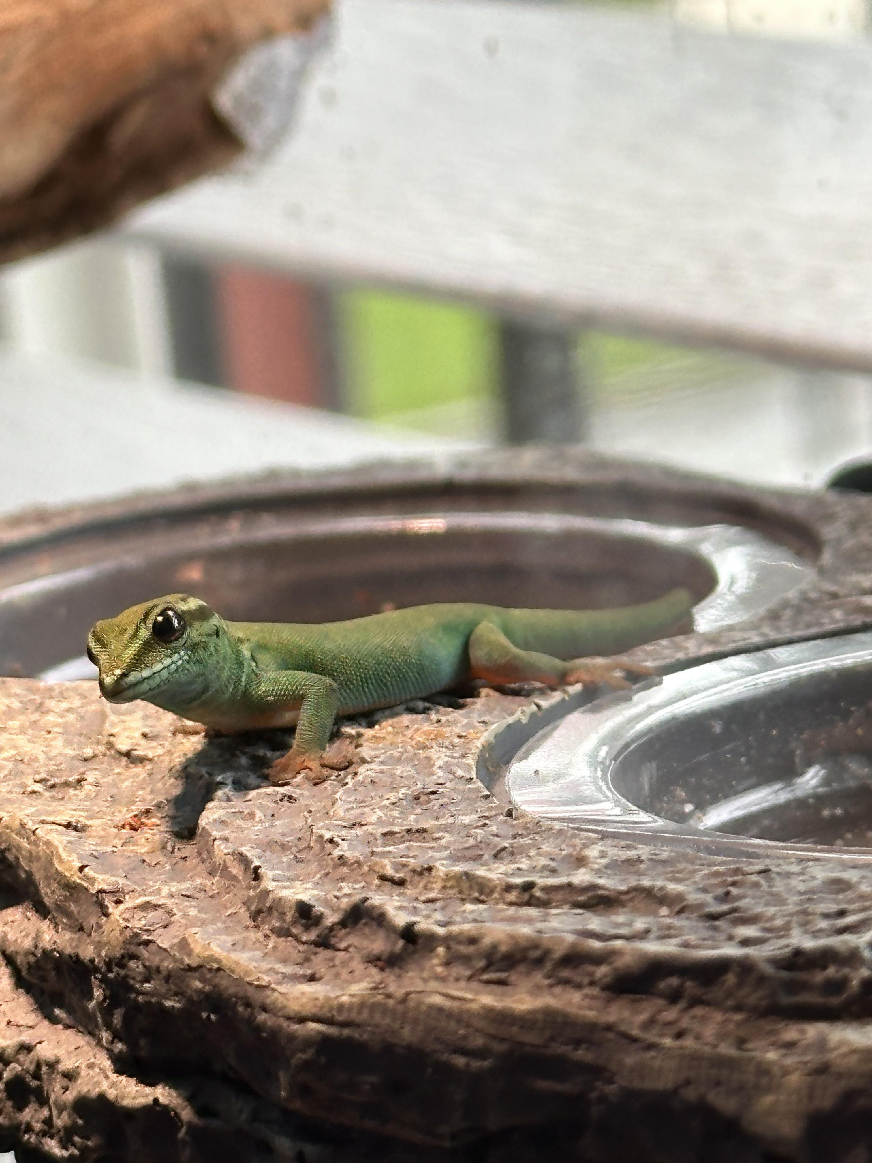 Electric Blue Day Gecko | Scrolller