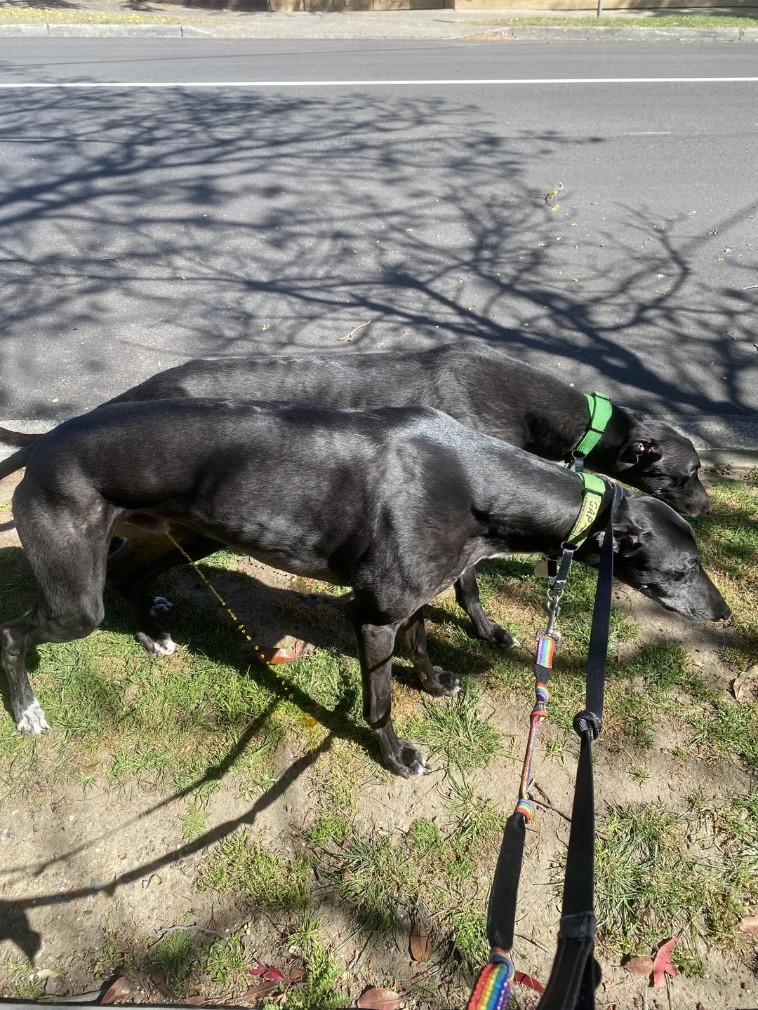 synchronised peeing | Scrolller