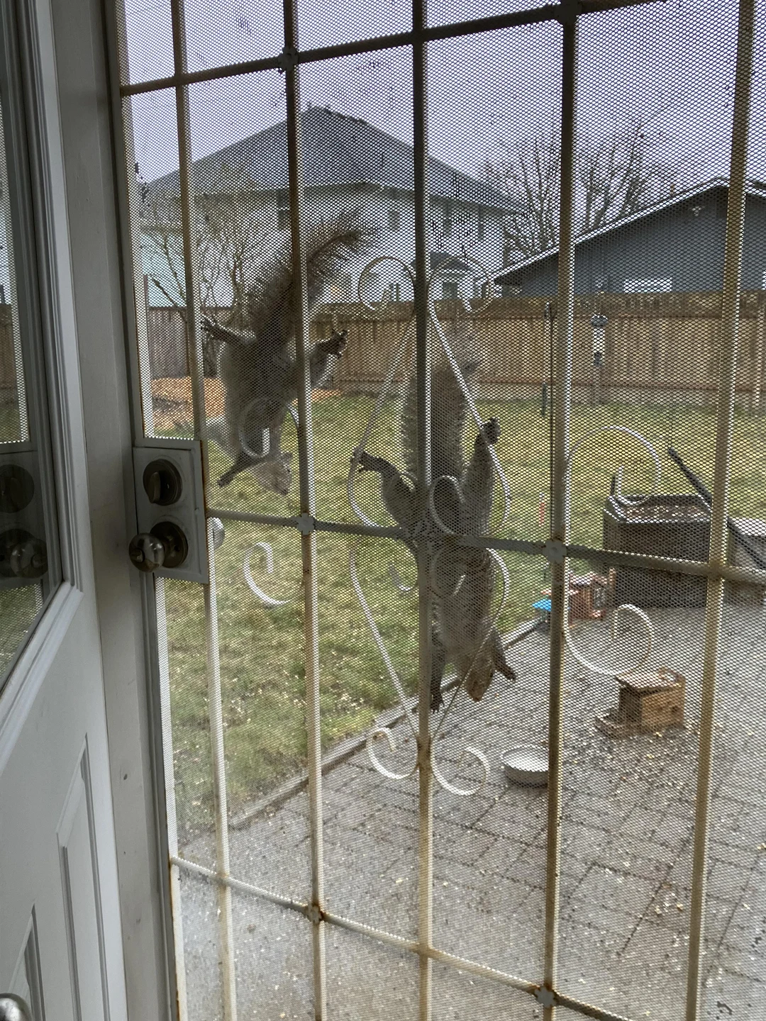 Invasion? | Scrolller