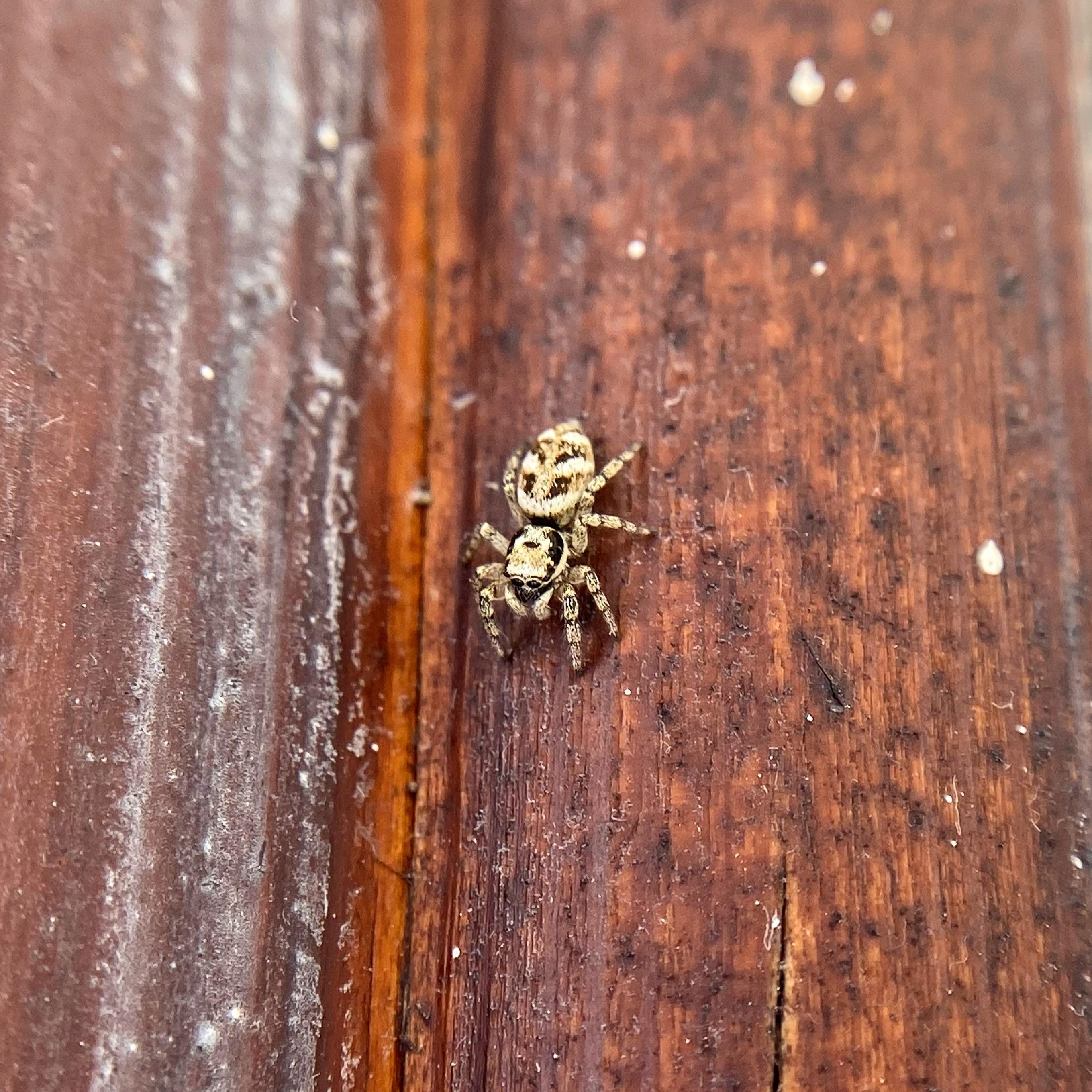 Little visitor I had recently :) | Scrolller