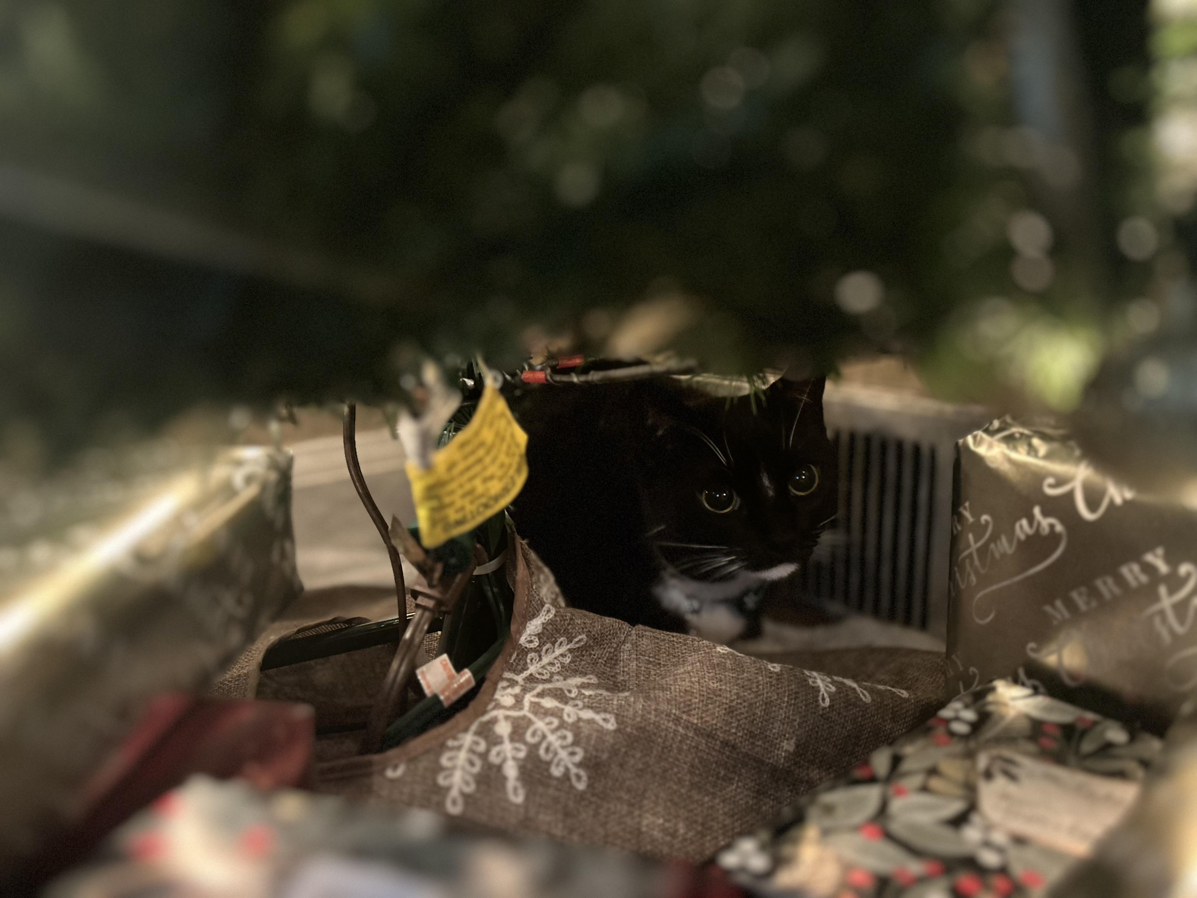 My cat plotting to destroy the tree | Scrolller