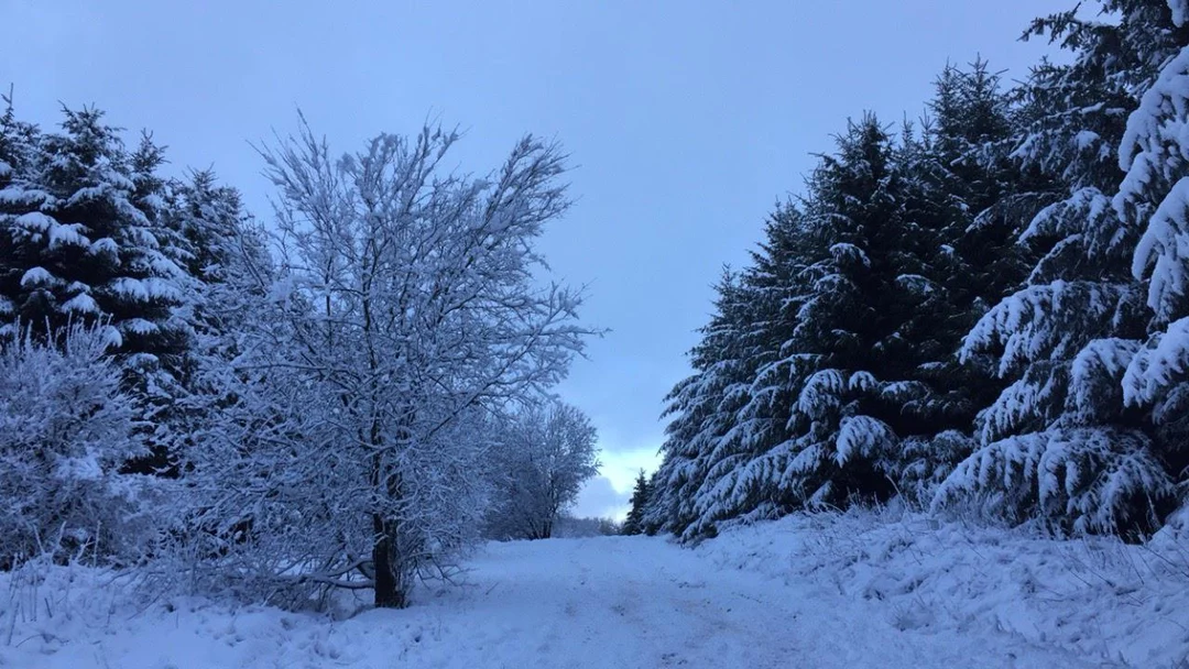 Snow covered trees | Scrolller