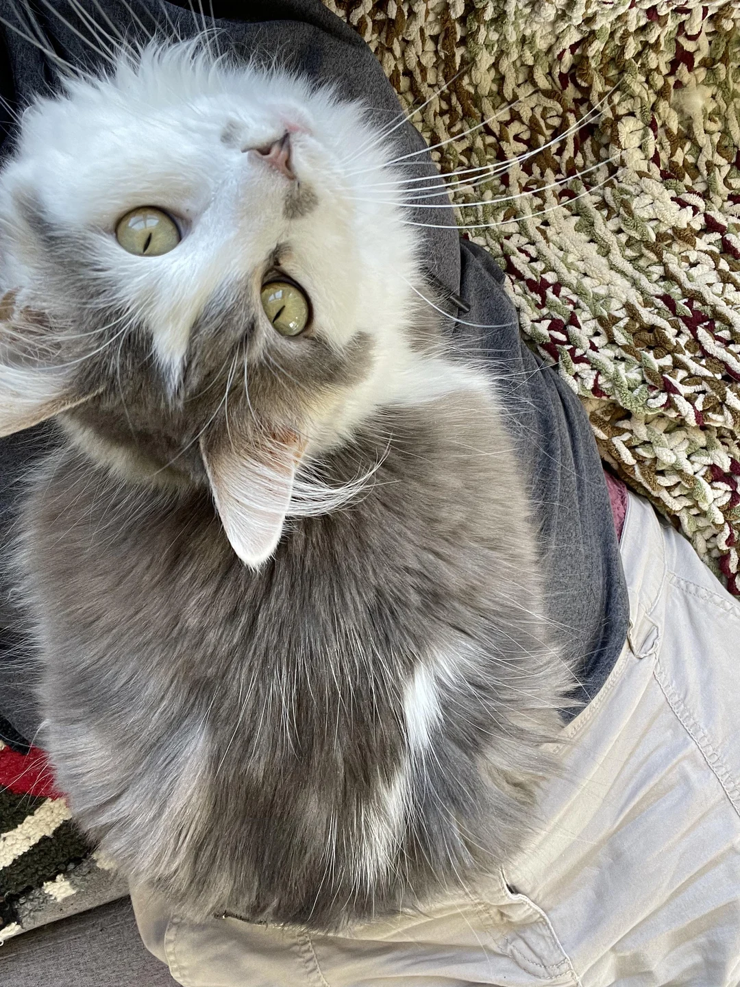 Discover more like Floof: Sammy 😍 and Related Content | Scrolller