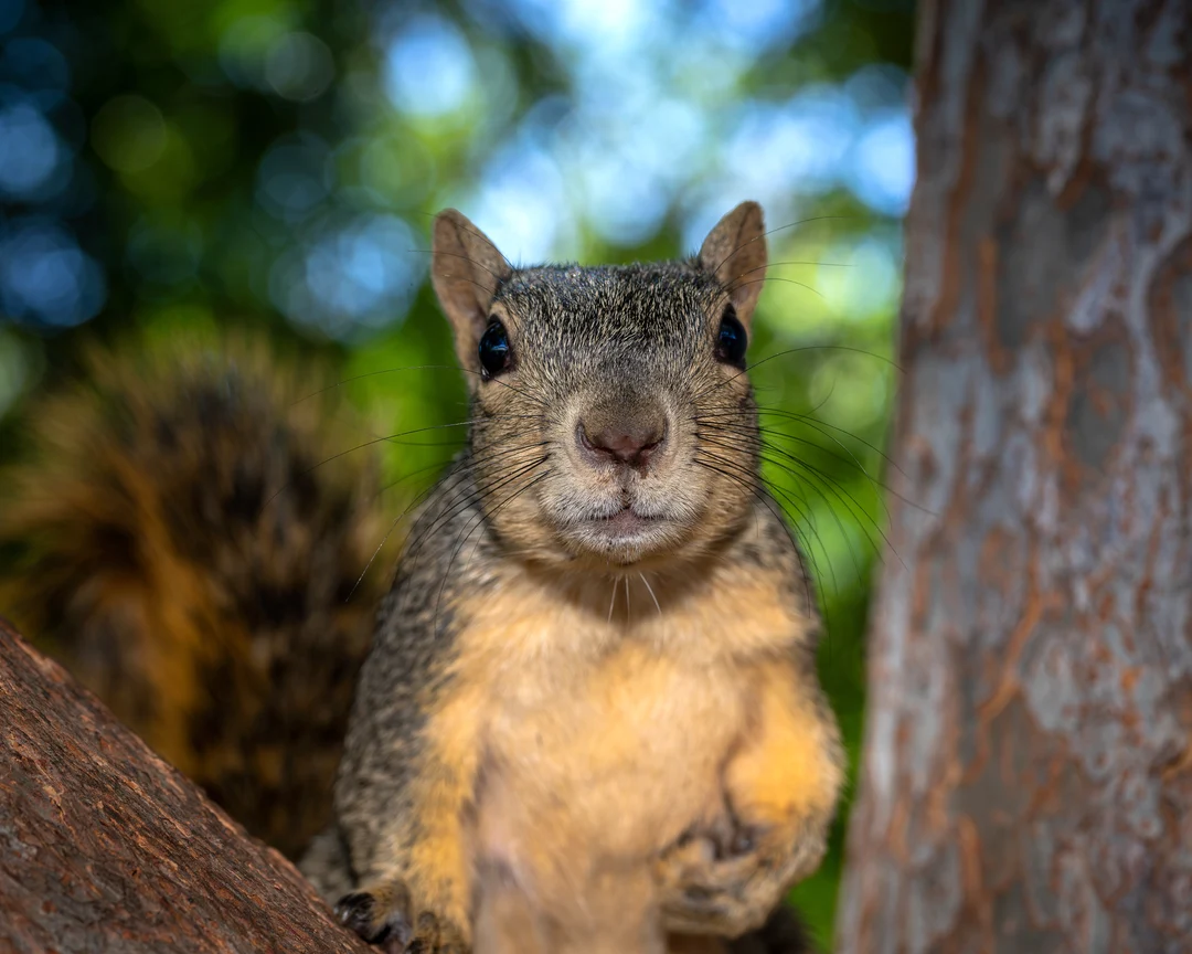 Squirrel | Scrolller